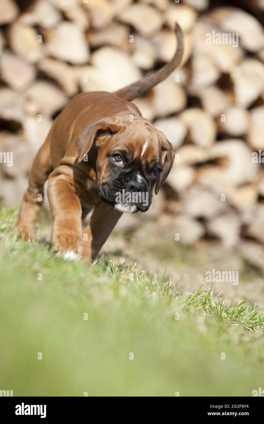 Boxer puppy in front of wood pile Stock Photo - Alamy