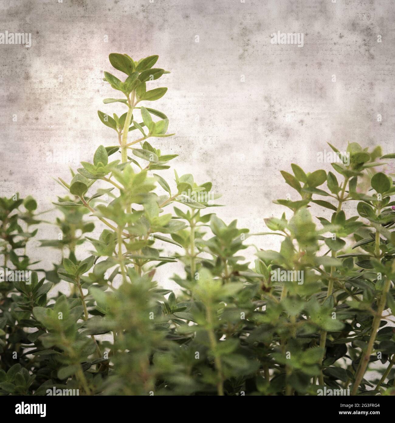 square stylish old textured paper background with lemon thyme Thymus ...