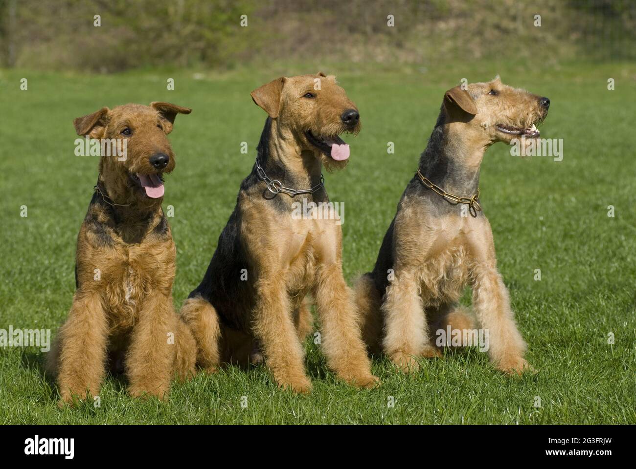 Airdale dog hi-res stock photography and images - Alamy