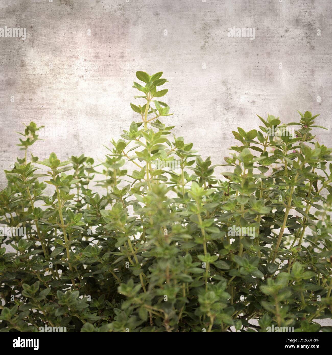 square stylish old textured paper background with lemon thyme Thymus ...