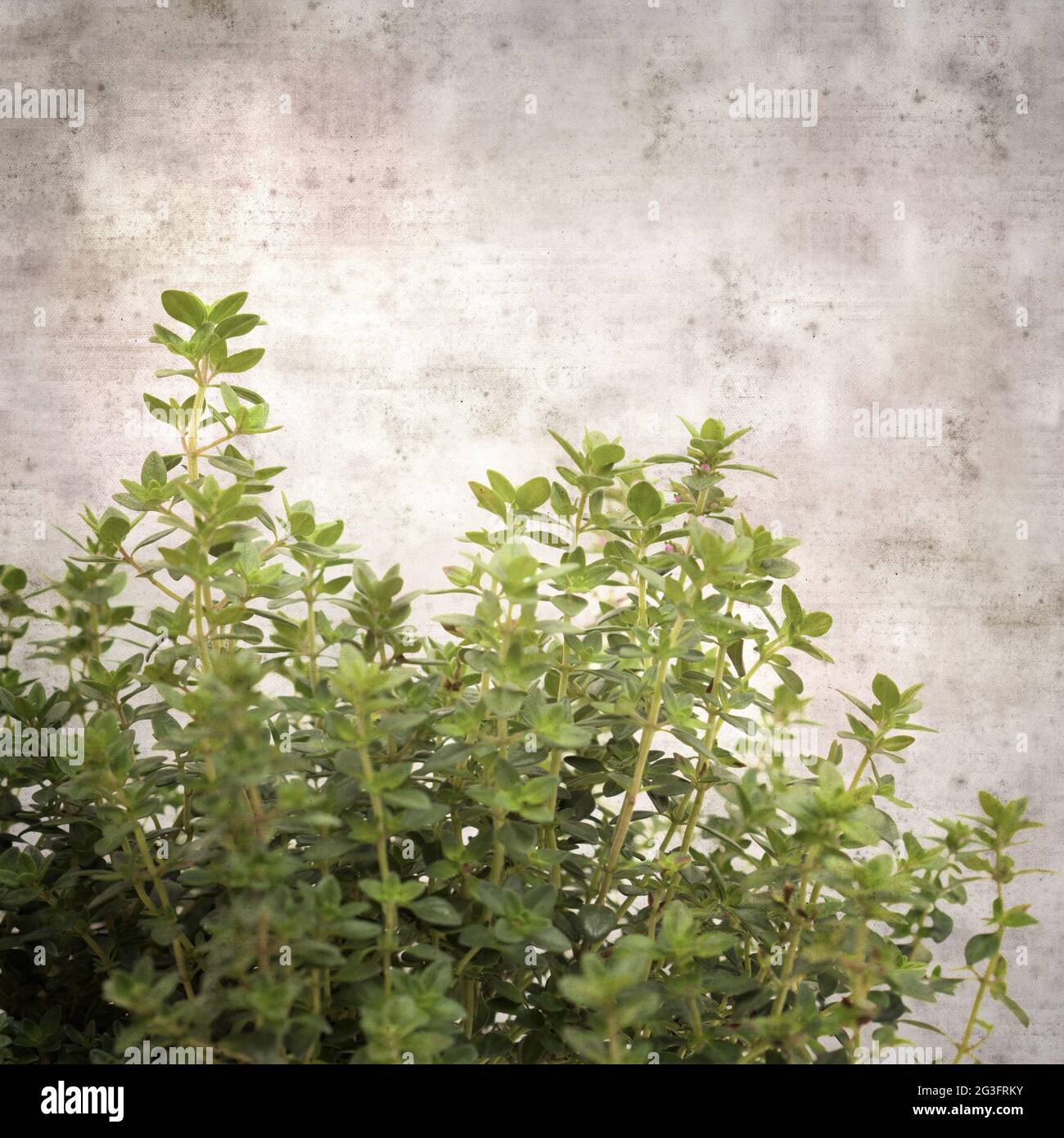 square stylish old textured paper background with lemon thyme Thymus ...