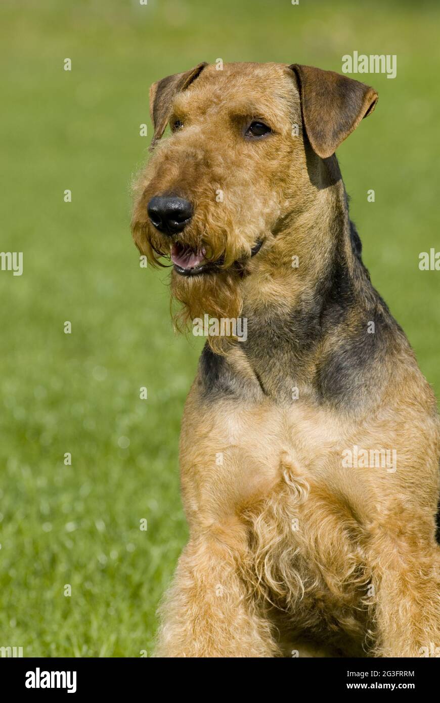 Airdale hi-res stock photography and images - Alamy