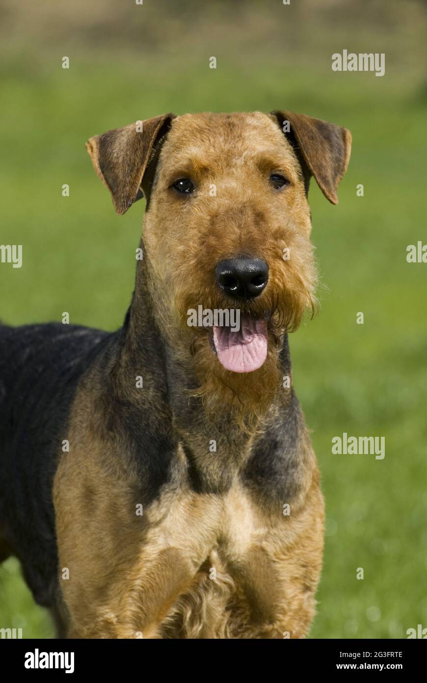 Airdale dog hi-res stock photography and images - Alamy
