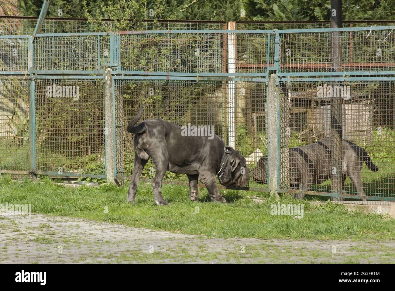 Molosser hi-res stock photography and images - Alamy