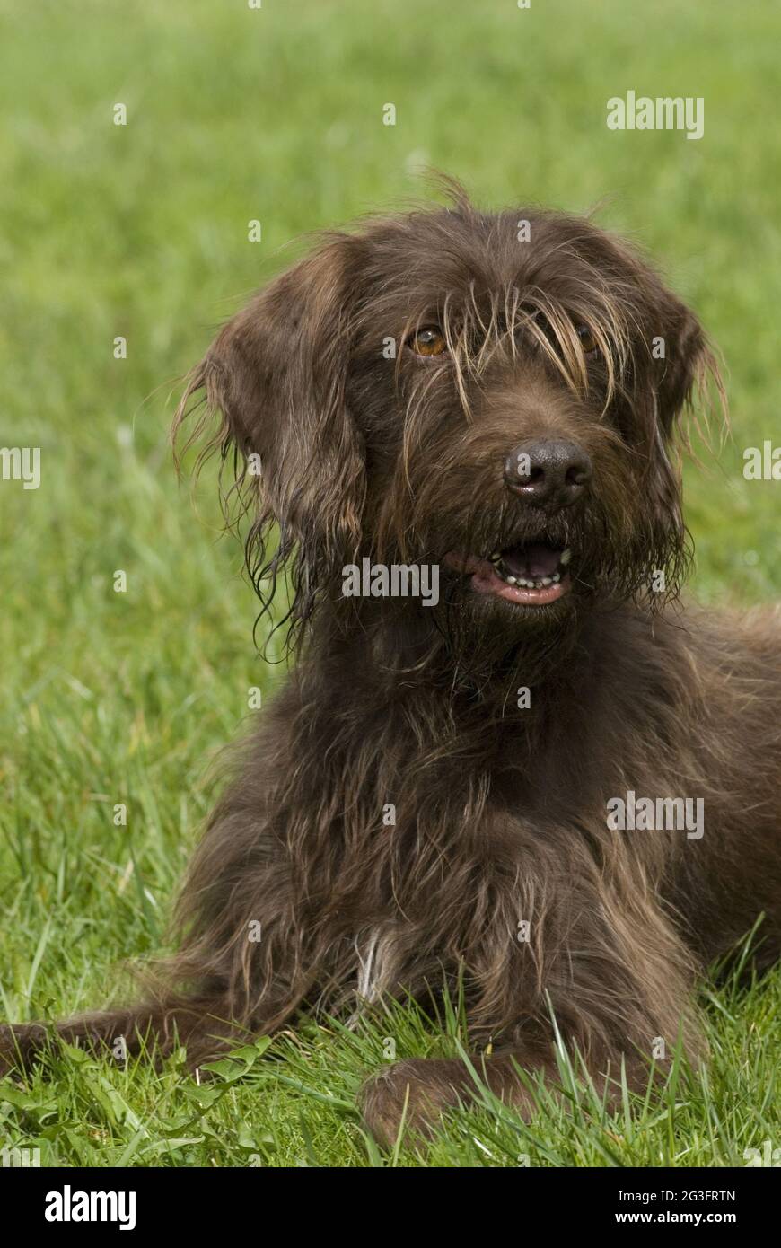 Pudelpointer hi-res stock photography and images - Alamy