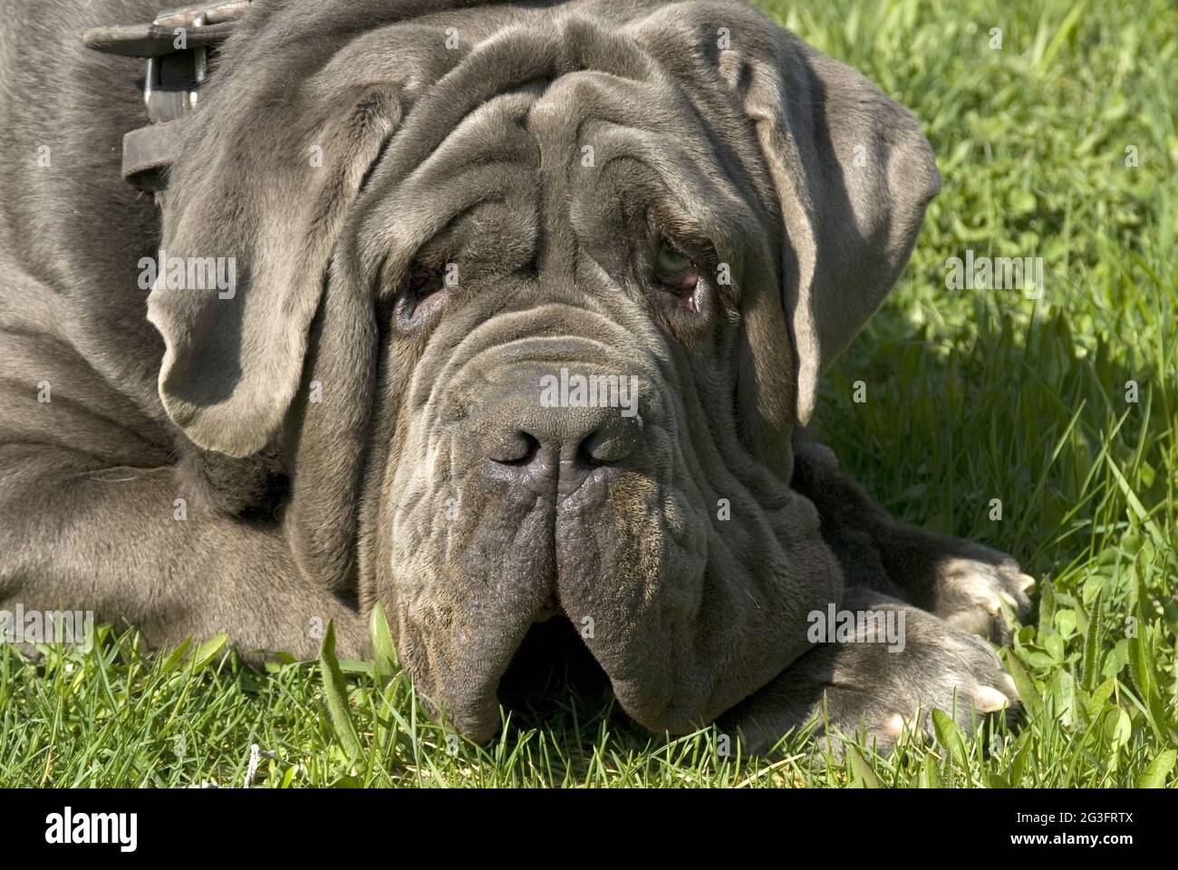 Molosser hi-res stock photography and images - Alamy