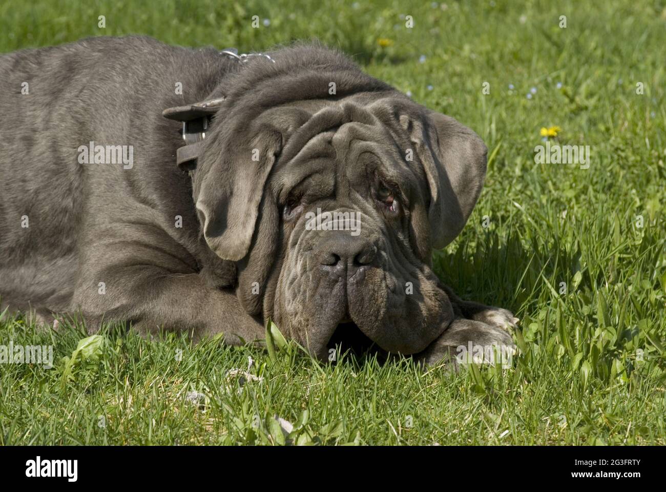 Molosser hi-res stock photography and images - Alamy