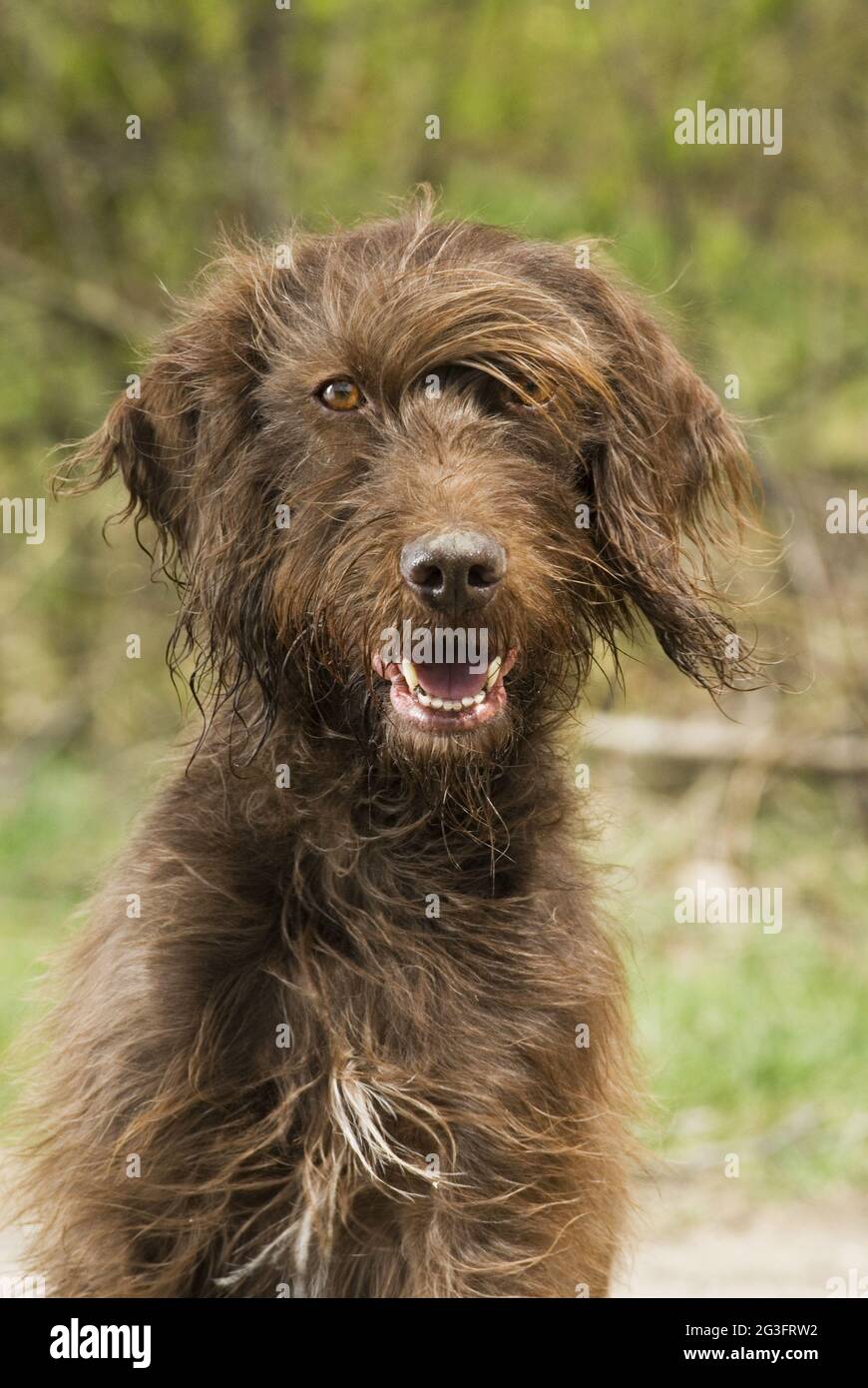 Pudelpointer hi-res stock photography and images - Alamy