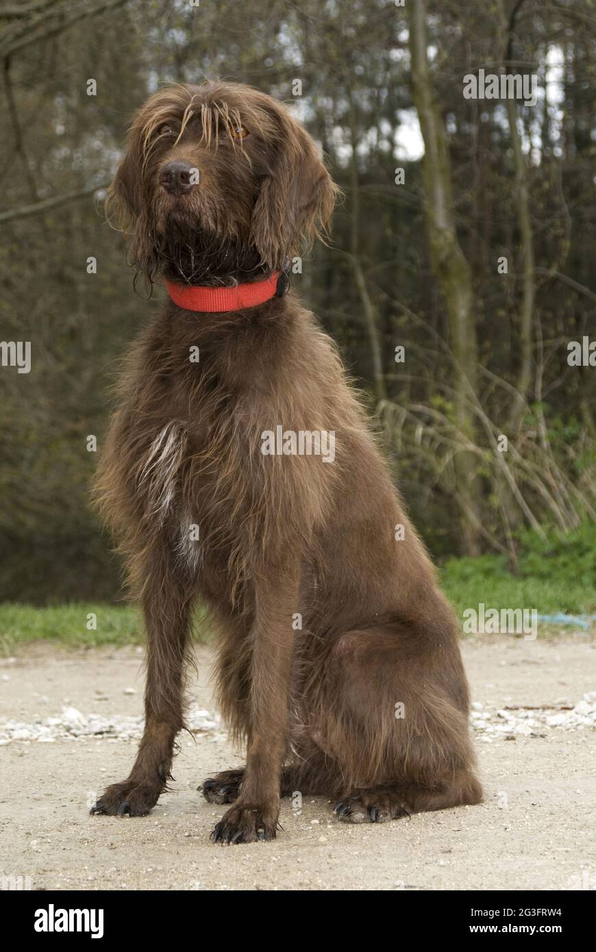 Pudelpointer hi-res stock photography and images - Alamy