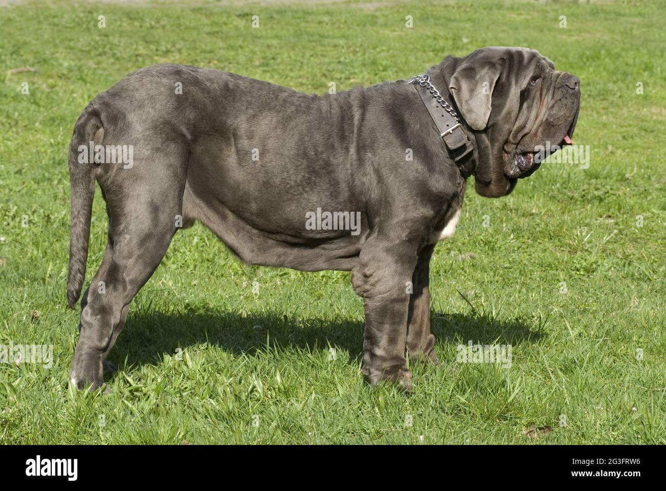 Molosser dogs hi-res stock photography and images - Alamy