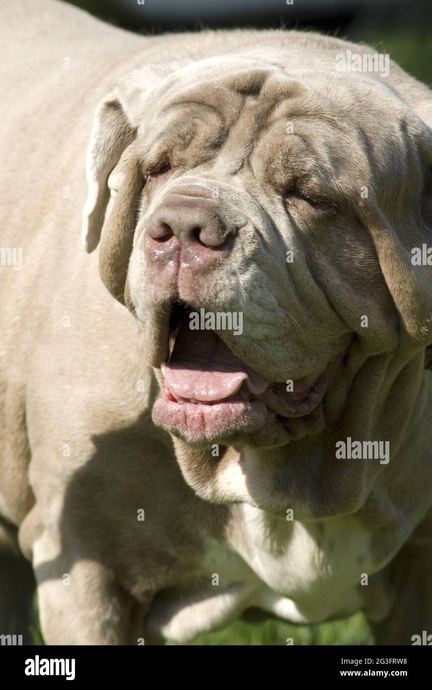 Molosser hi-res stock photography and images - Alamy