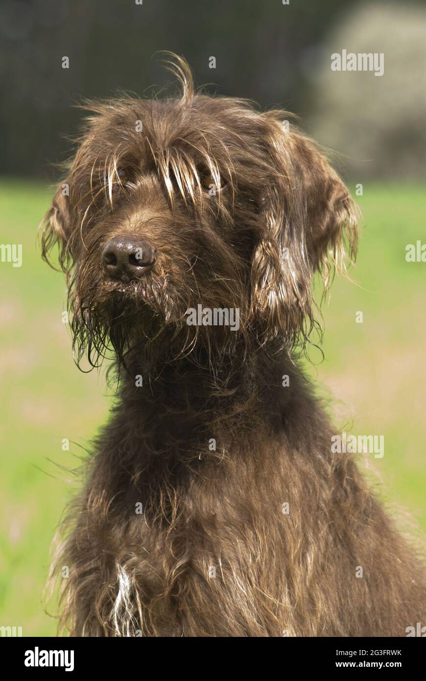Pudelpointer hi-res stock photography and images - Alamy