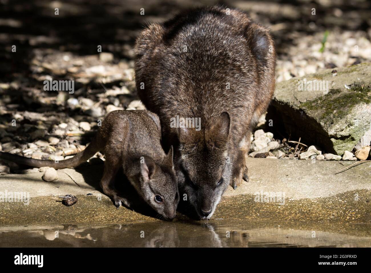 A portrait of a mother and baby marsupial drinking by the waterside ...