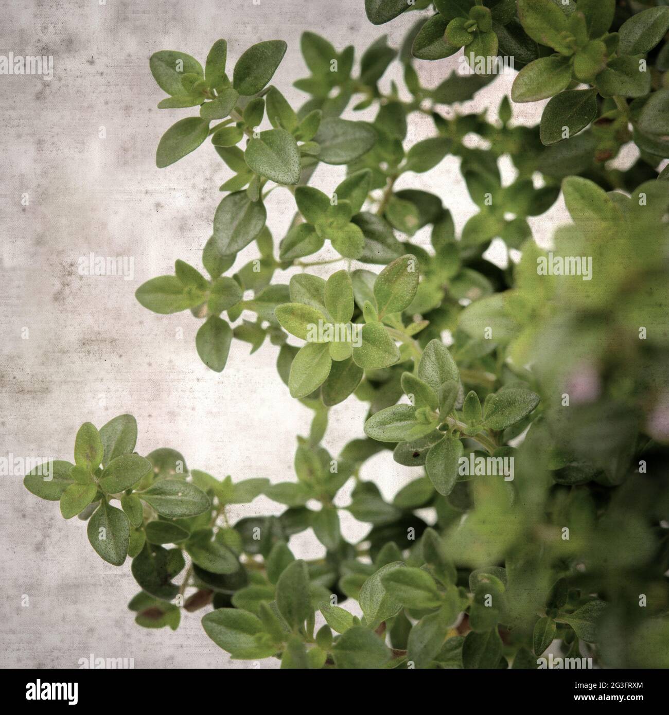 square stylish old textured paper background with lemon thyme Thymus ...