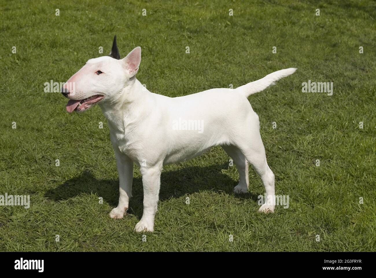 Miniature Bull Terrier Stock Photo - Alamy