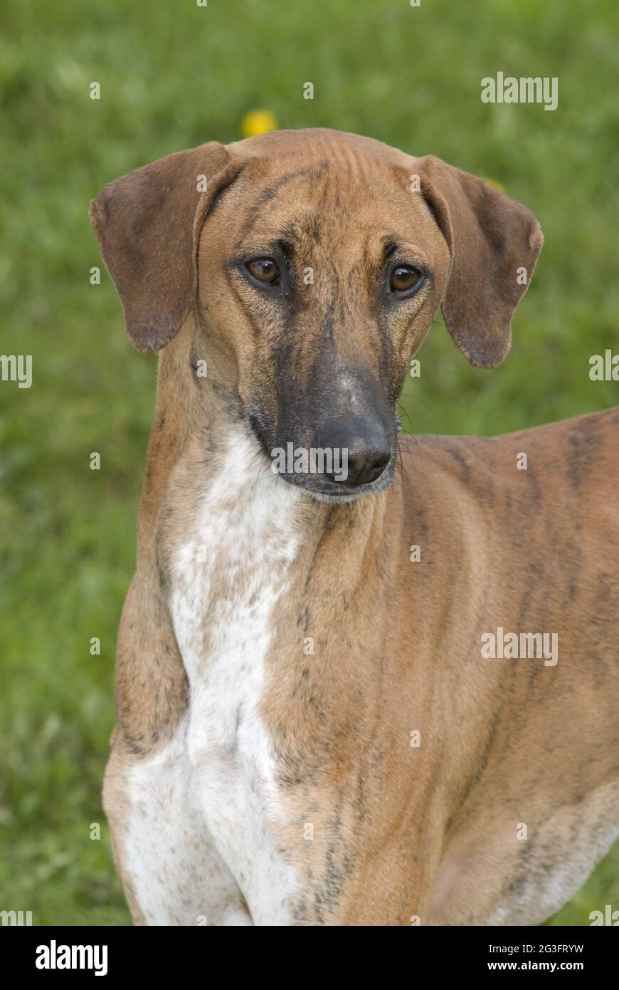 Azawakh hi-res stock photography and images - Alamy