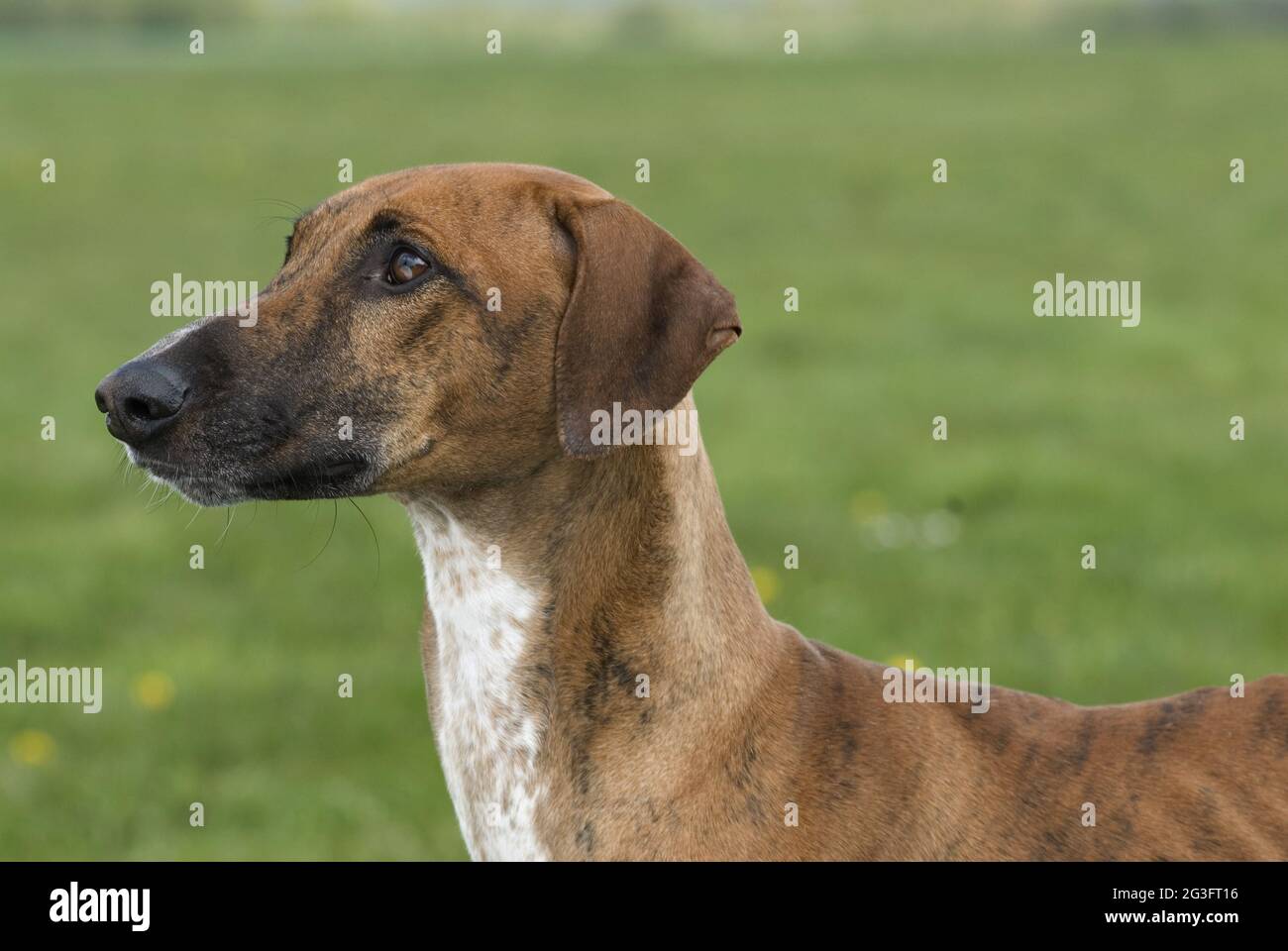 Azawakh hi-res stock photography and images - Alamy