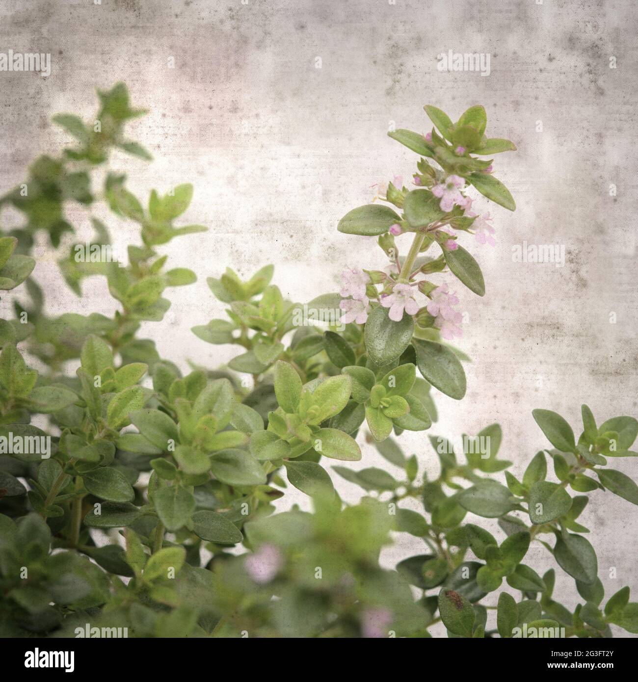 square stylish old textured paper background with lemon thyme Thymus ...