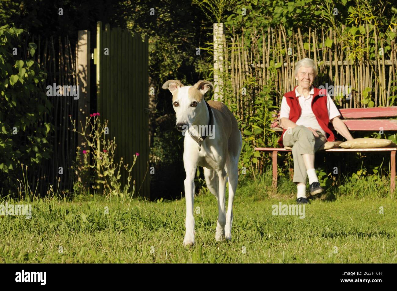 Senior citizen with dog Stock Photo - Alamy