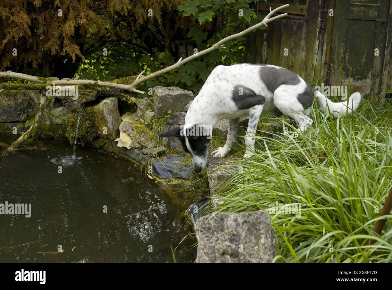 Dog at the pond Stock Photo - Alamy