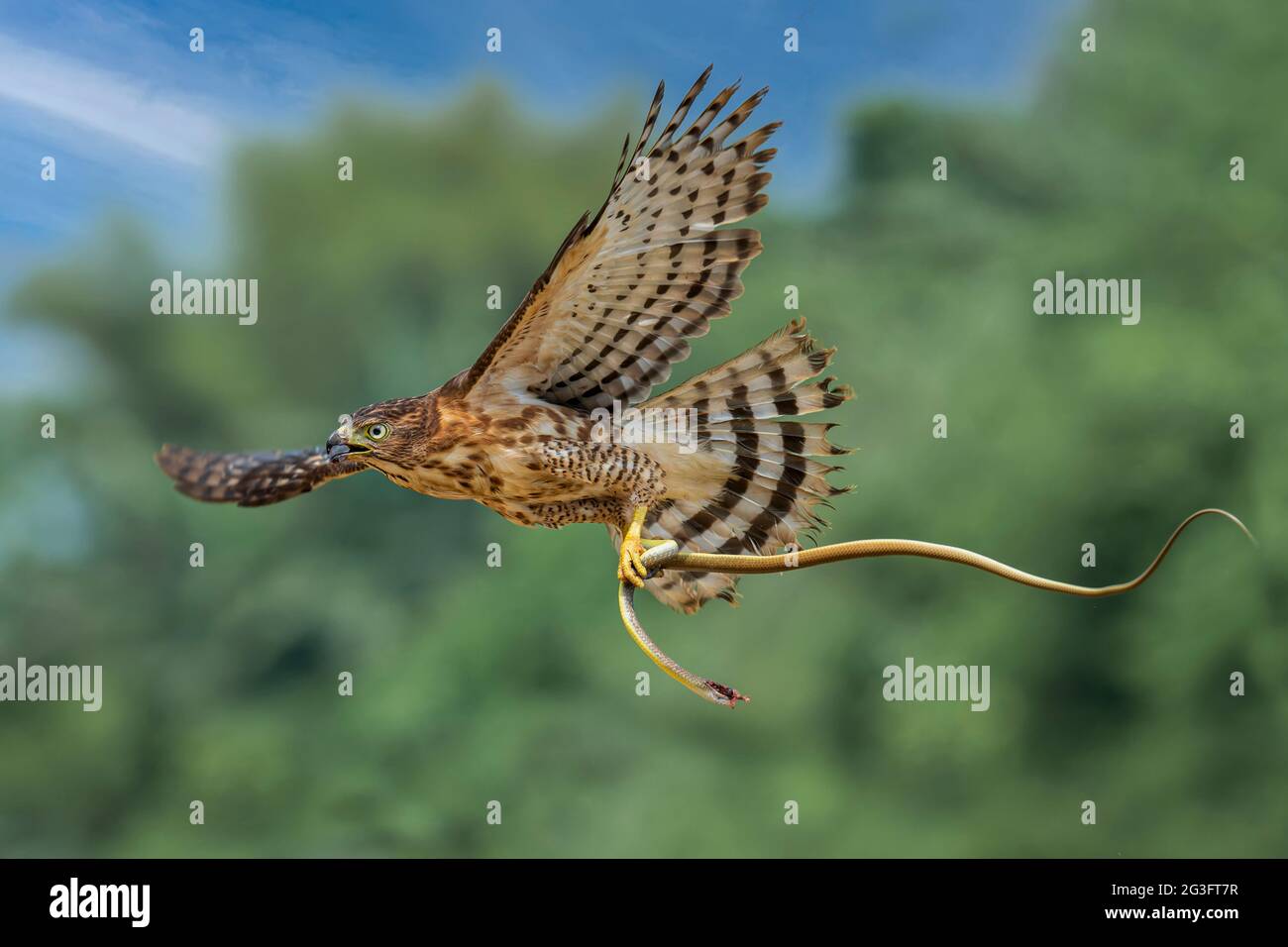 The bird took to the skies with its kill. BOGOR, INDONESIA: SHOCKING ...