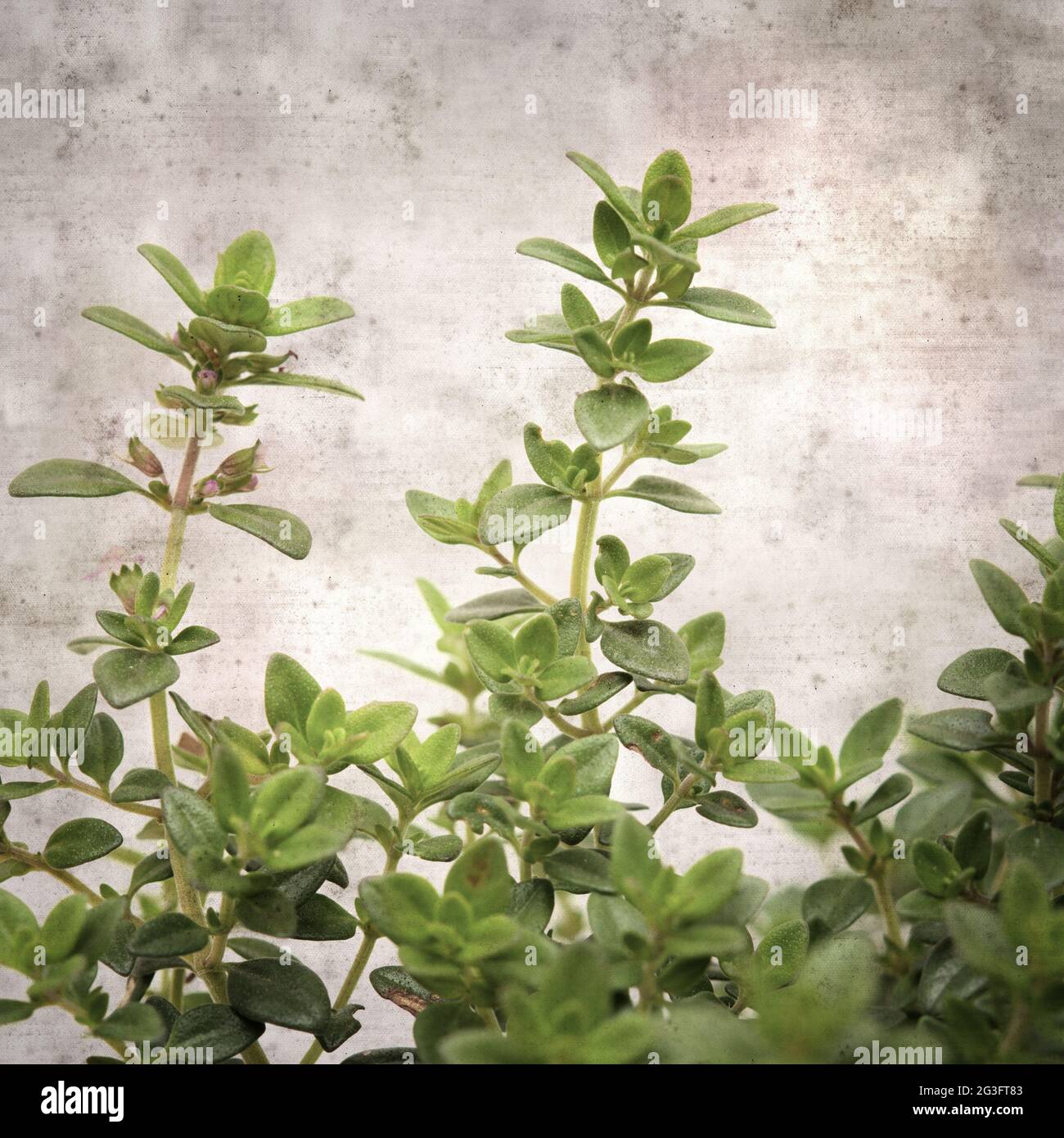 square stylish old textured paper background with lemon thyme Thymus ...