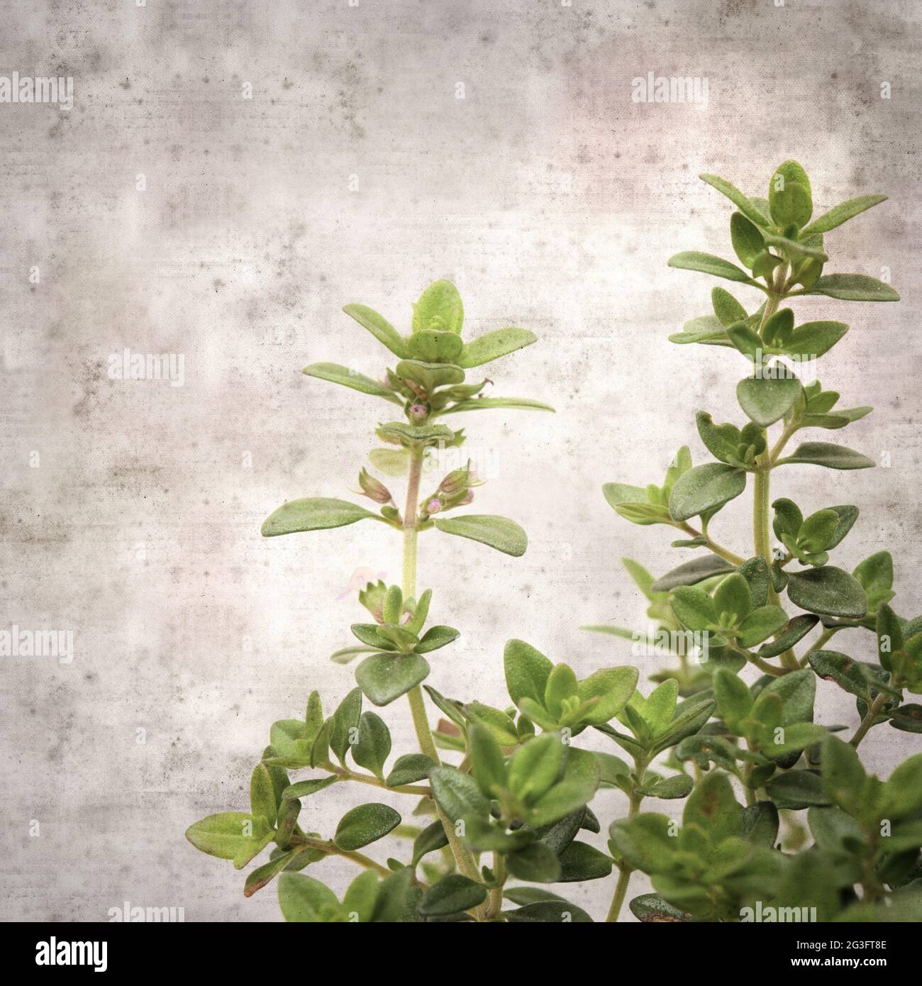 square stylish old textured paper background with lemon thyme Thymus ...