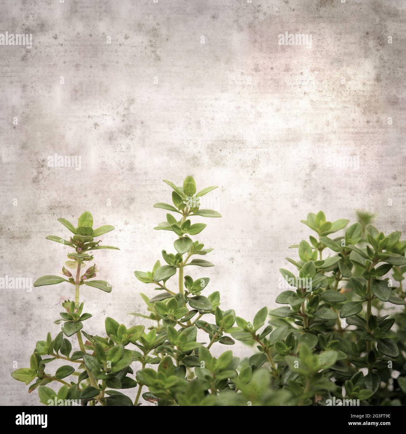 square stylish old textured paper background with lemon thyme Thymus ...