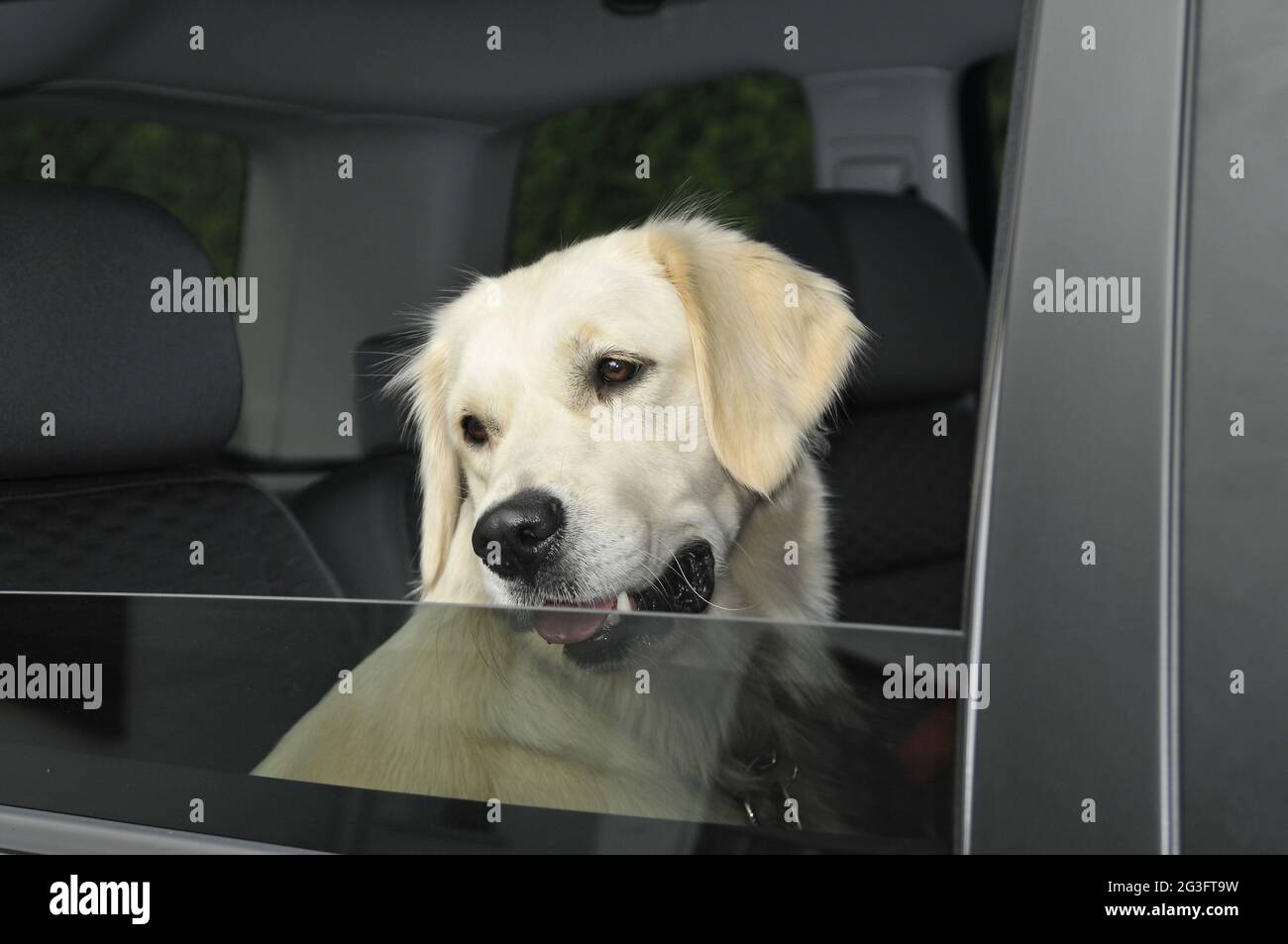 Dog looking out of window in car Stock Photo - Alamy
