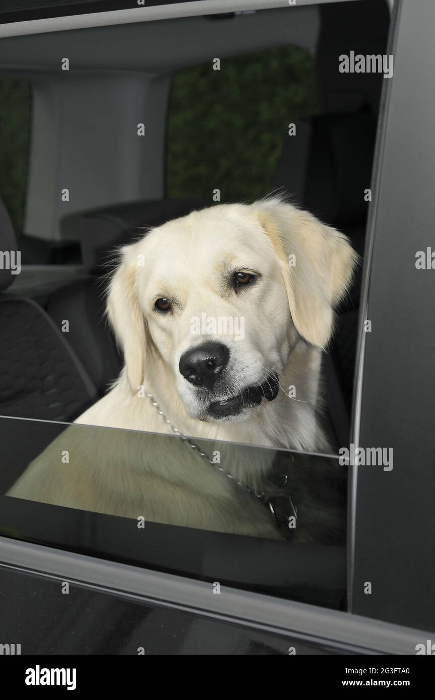 Dog out car window hi-res stock photography and images - Alamy