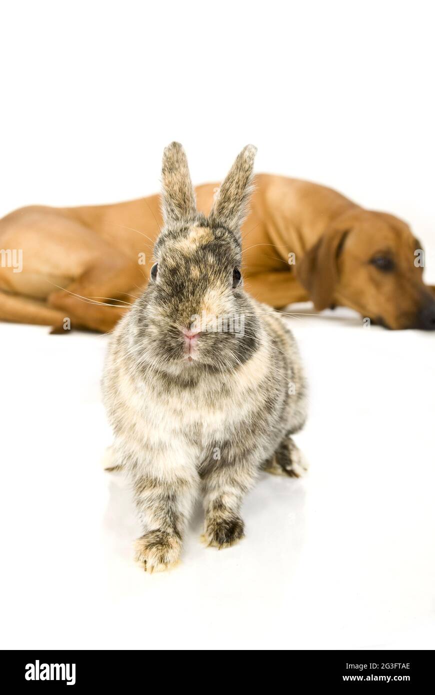 Rhodesian Ridgeback with dwarf rabbits Stock Photo - Alamy