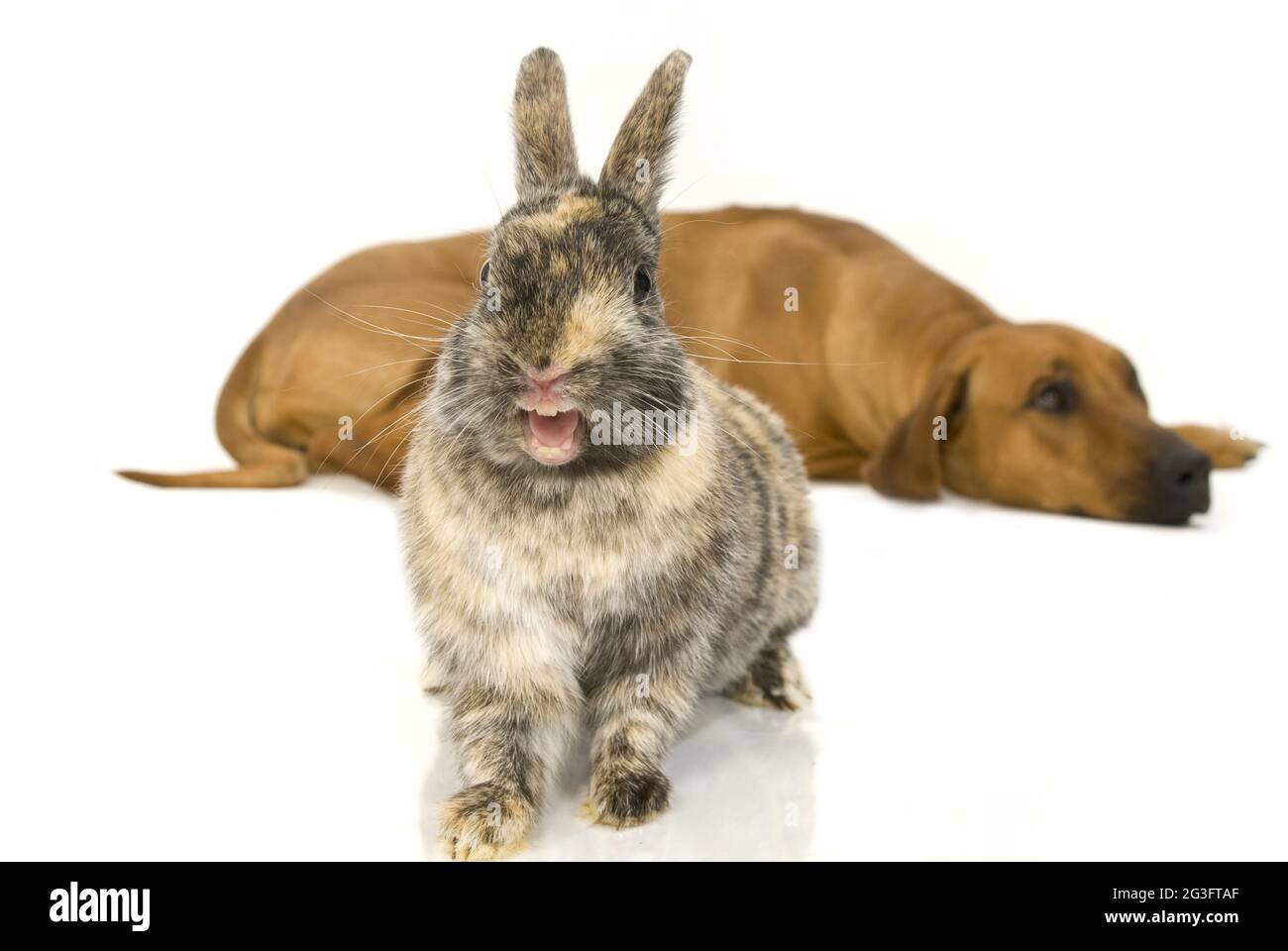 Rhodesian Ridgeback with dwarf rabbits Stock Photo - Alamy