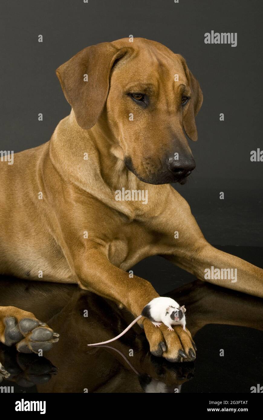 Dog with rat hi-res stock photography and images - Alamy