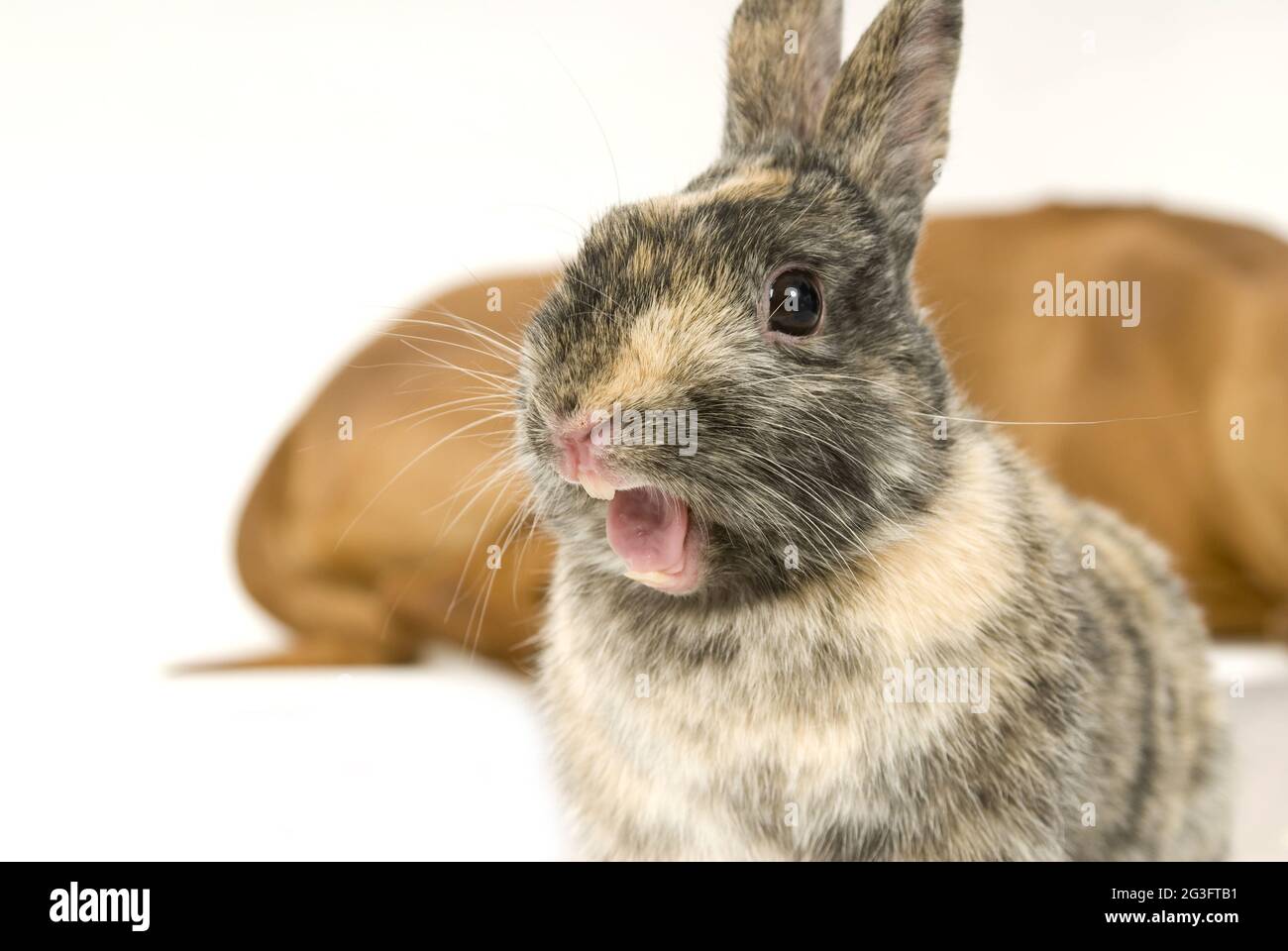 Dwarf rabbits hi-res stock photography and images - Alamy