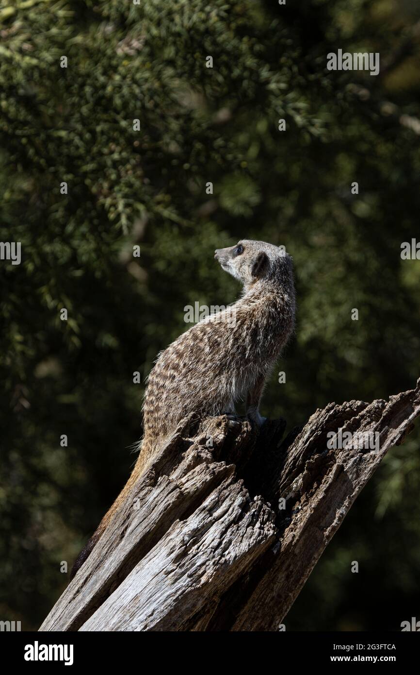 A portrait of a majestic meerkat turning their head to look behind ...