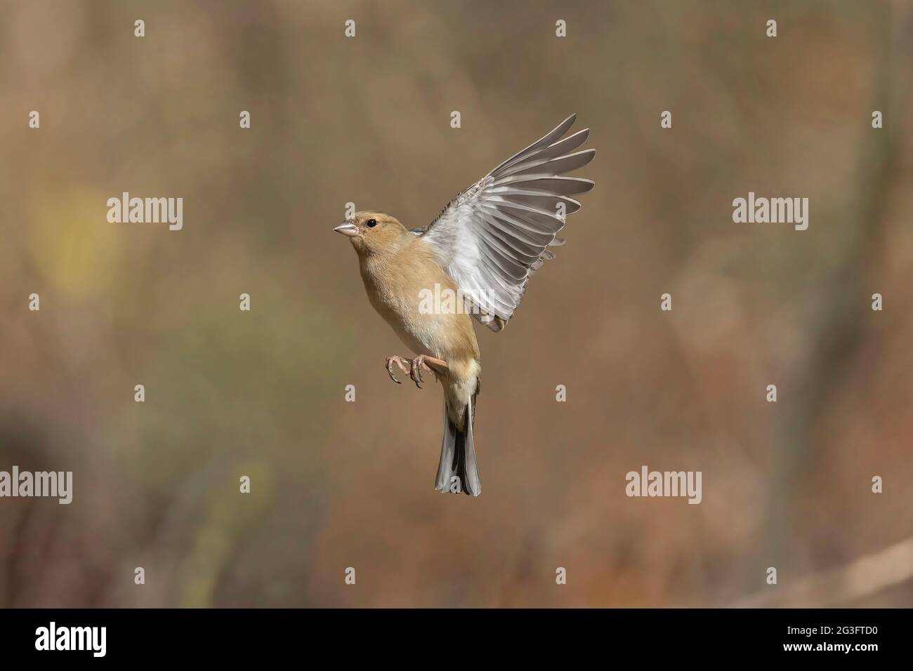 Female chaffinch in flight hi-res stock photography and images - Alamy