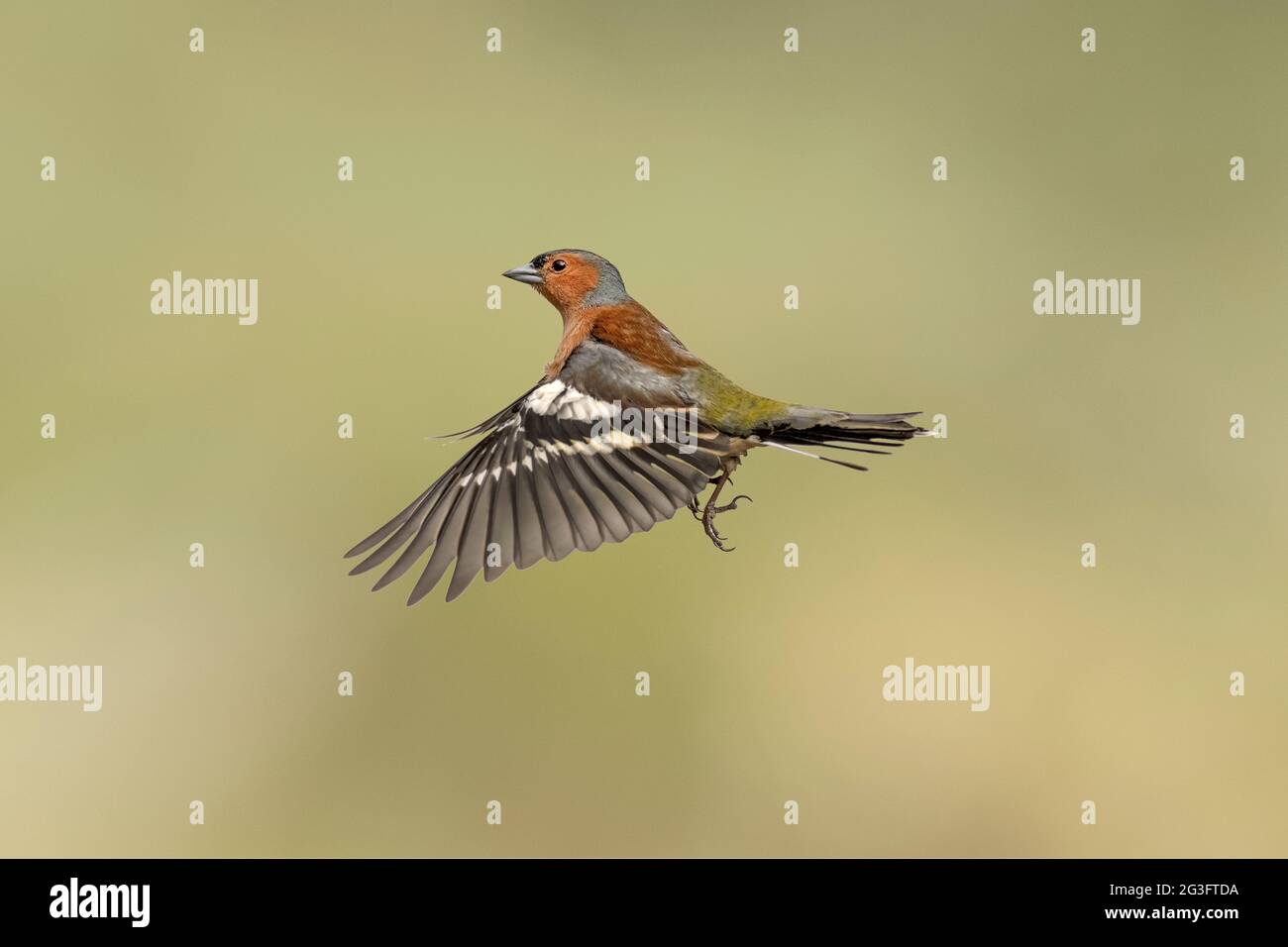 Chaffinch, male, flying, close up in a forest in scotland in the spring ...