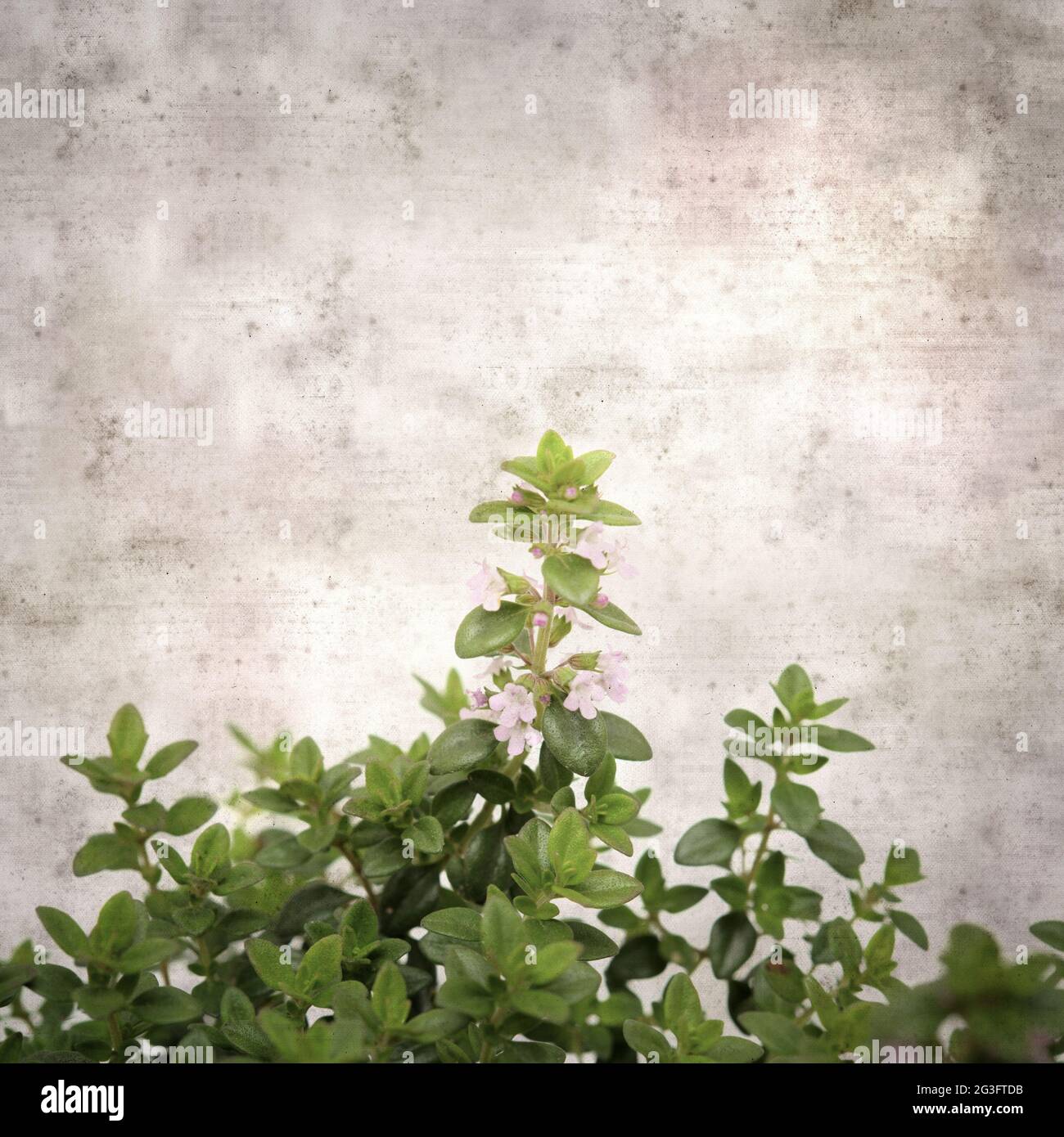 square stylish old textured paper background with lemon thyme Thymus ...