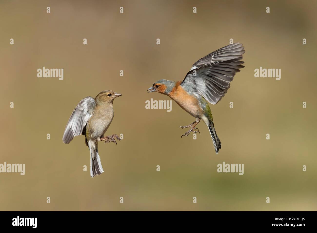 Female chaffinch in flight hi-res stock photography and images - Alamy