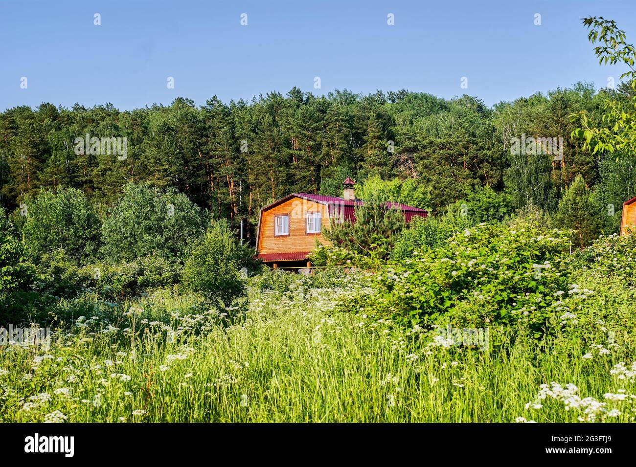 wooden rural house among dense trees, in summer Stock Photo - Alamy