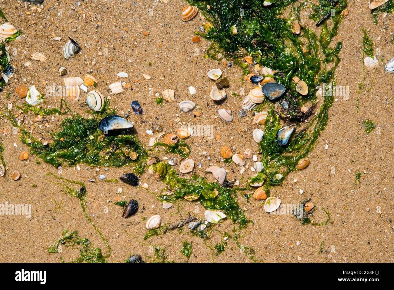 Wet shells hi-res stock photography and images - Alamy