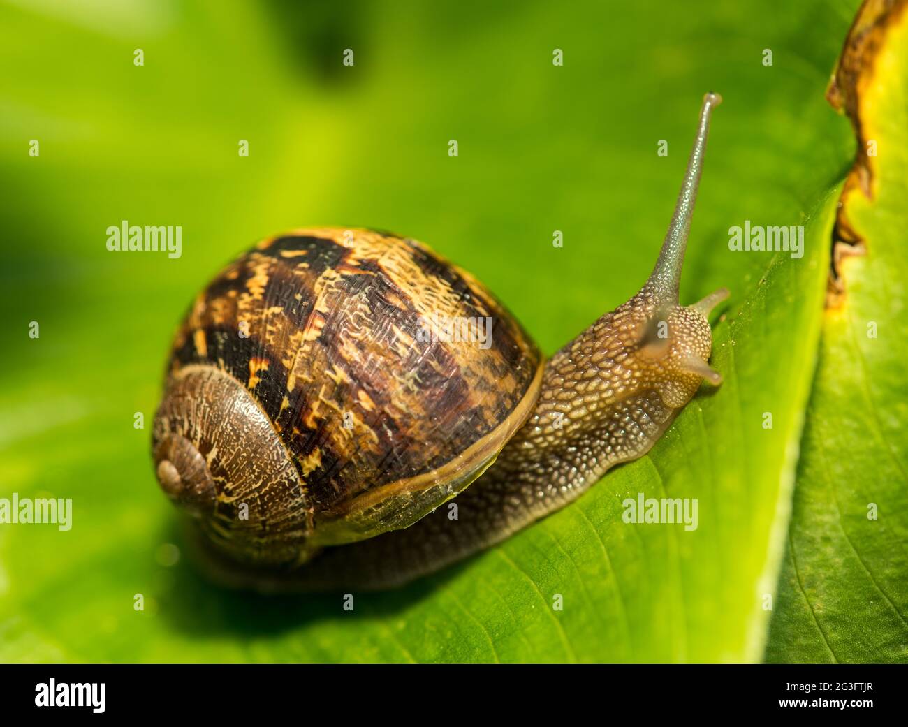 Very close up snail hi-res stock photography and images - Alamy