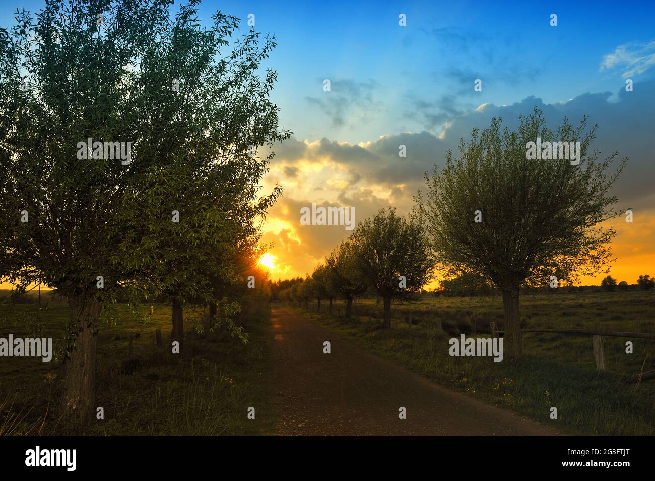 Bird habitat at the Steinhuder Meer west tower north side Stock Photo ...