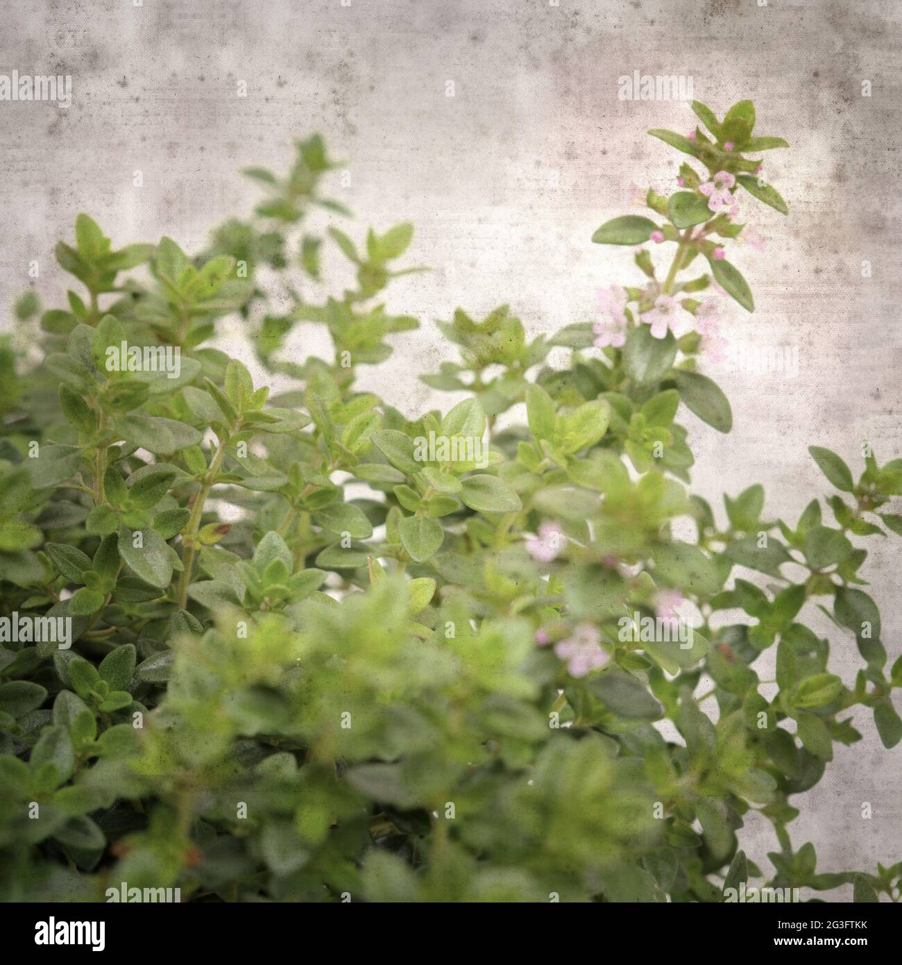 square stylish old textured paper background with lemon thyme Thymus ...