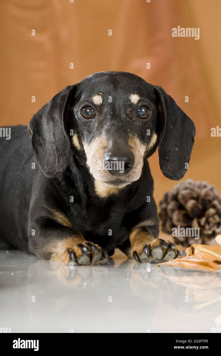 Dog pine cone hi-res stock photography and images - Alamy