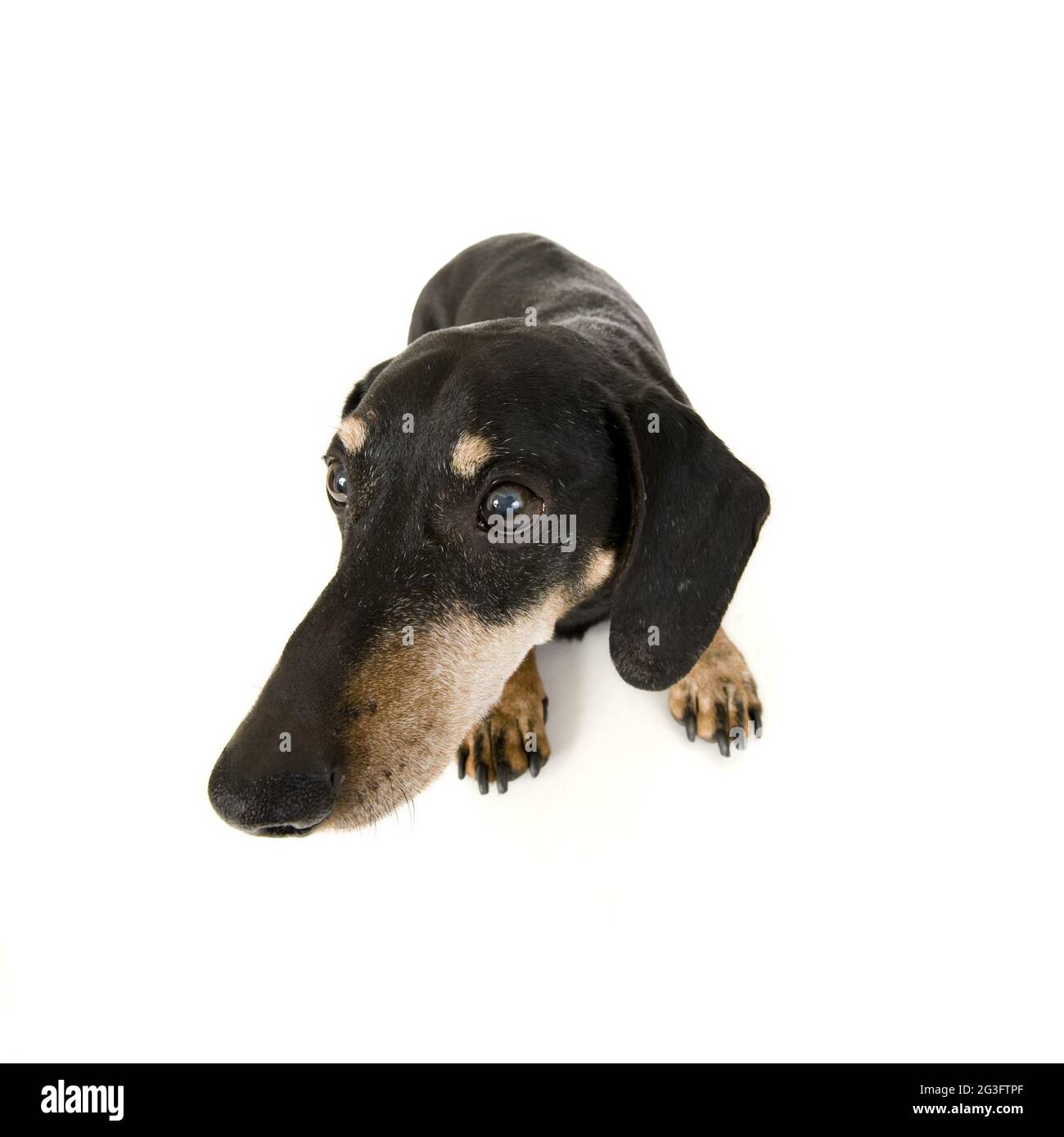 Big snout hi-res stock photography and images - Alamy