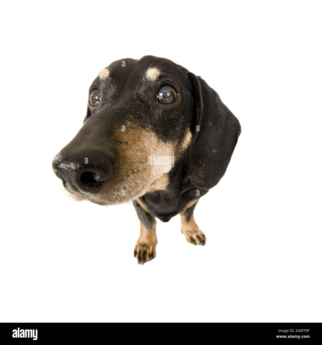Wide snout hi-res stock photography and images - Alamy
