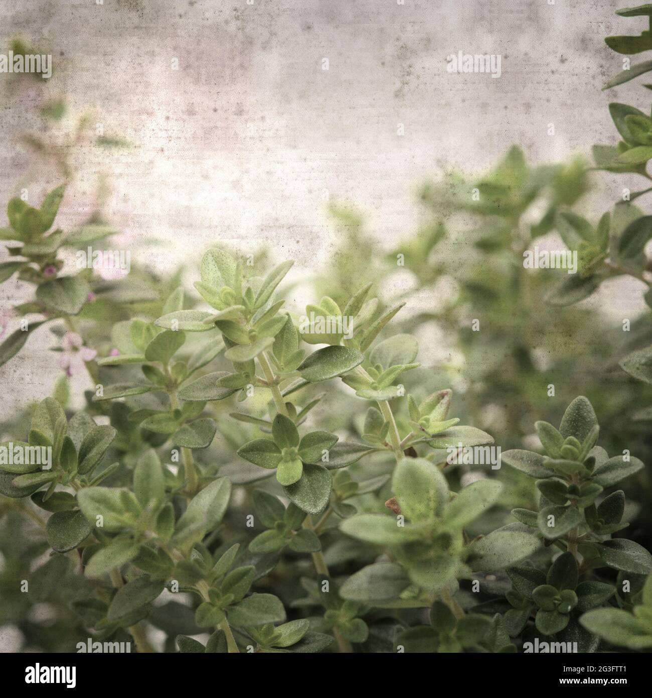 square stylish old textured paper background with lemon thyme Thymus ...