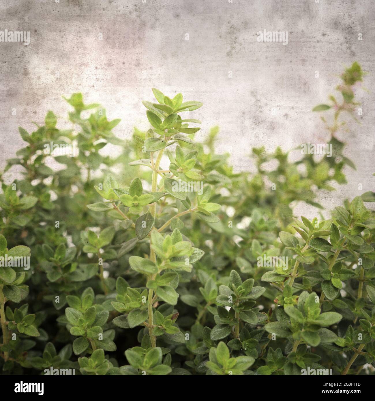 square stylish old textured paper background with lemon thyme Thymus ...