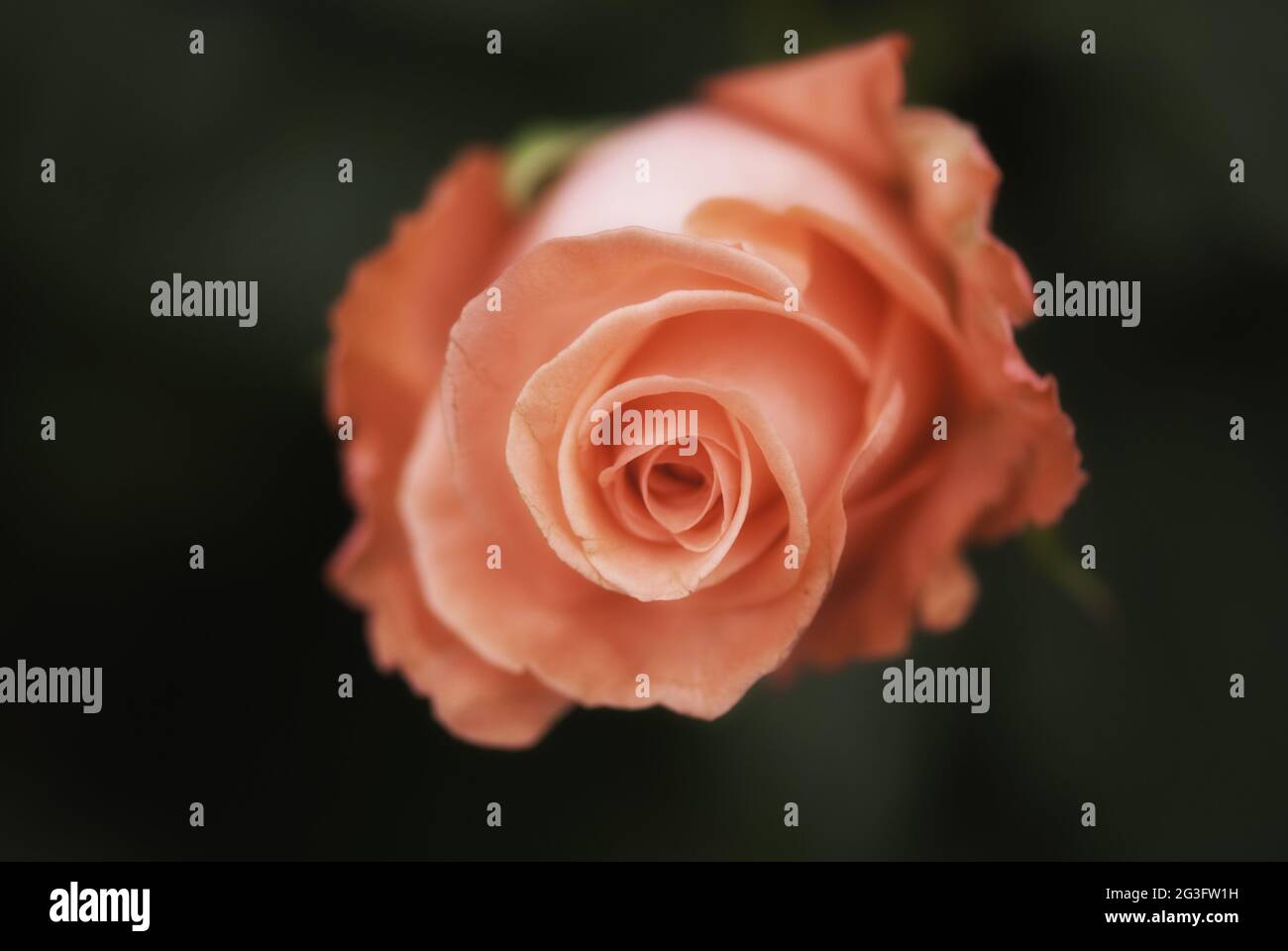 Red Rose, Italy Stock Photo - Alamy